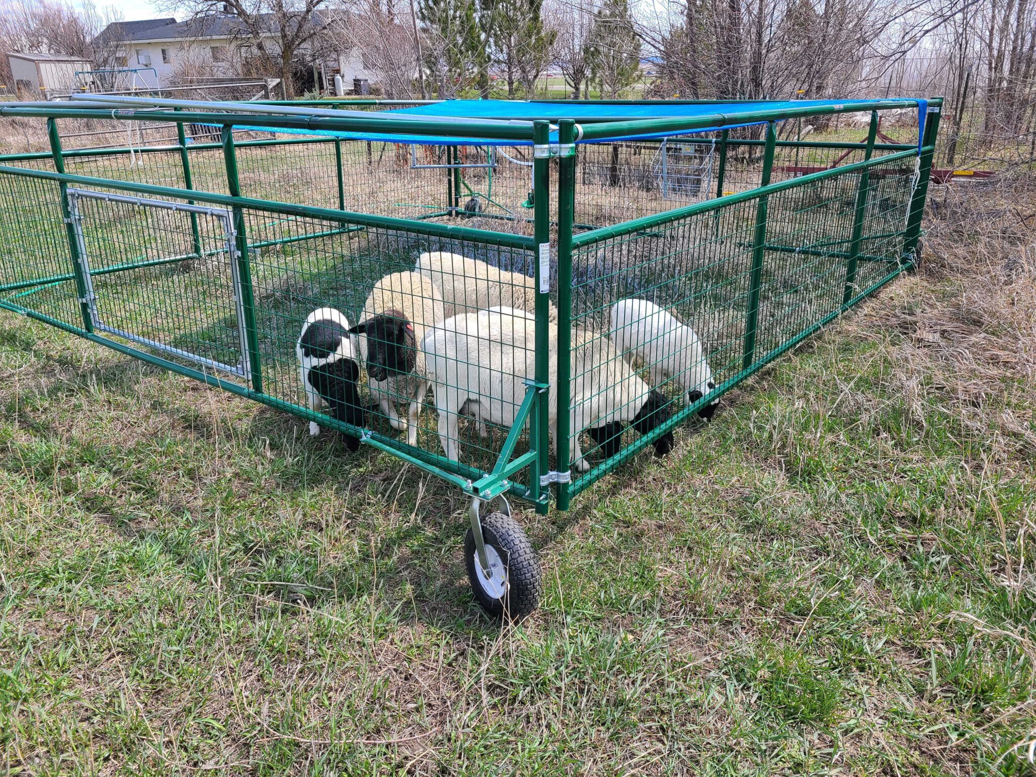 Mobile Lamb Pens - Ecko Farms