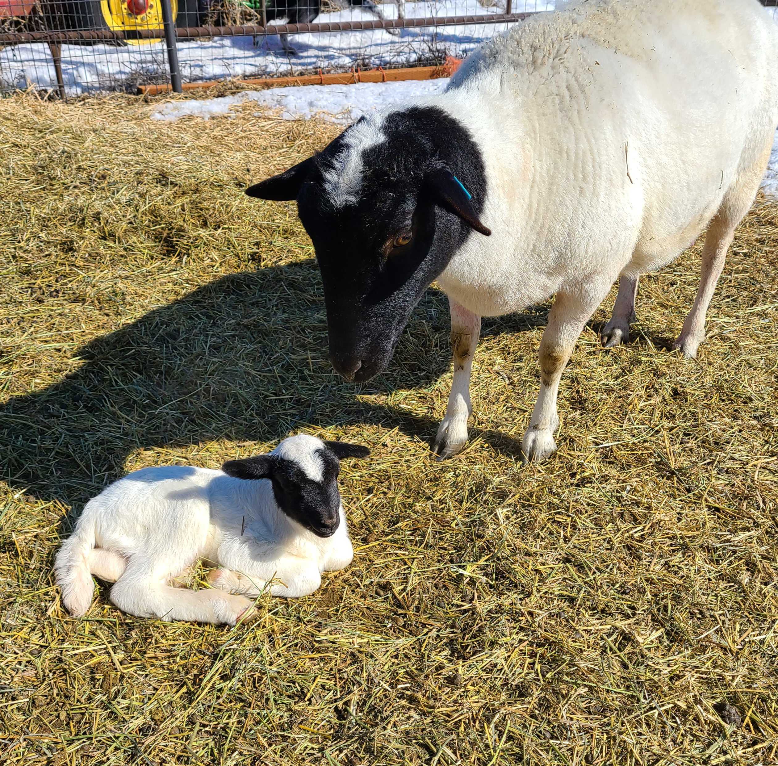 Raising Lambs - Ecko Farms