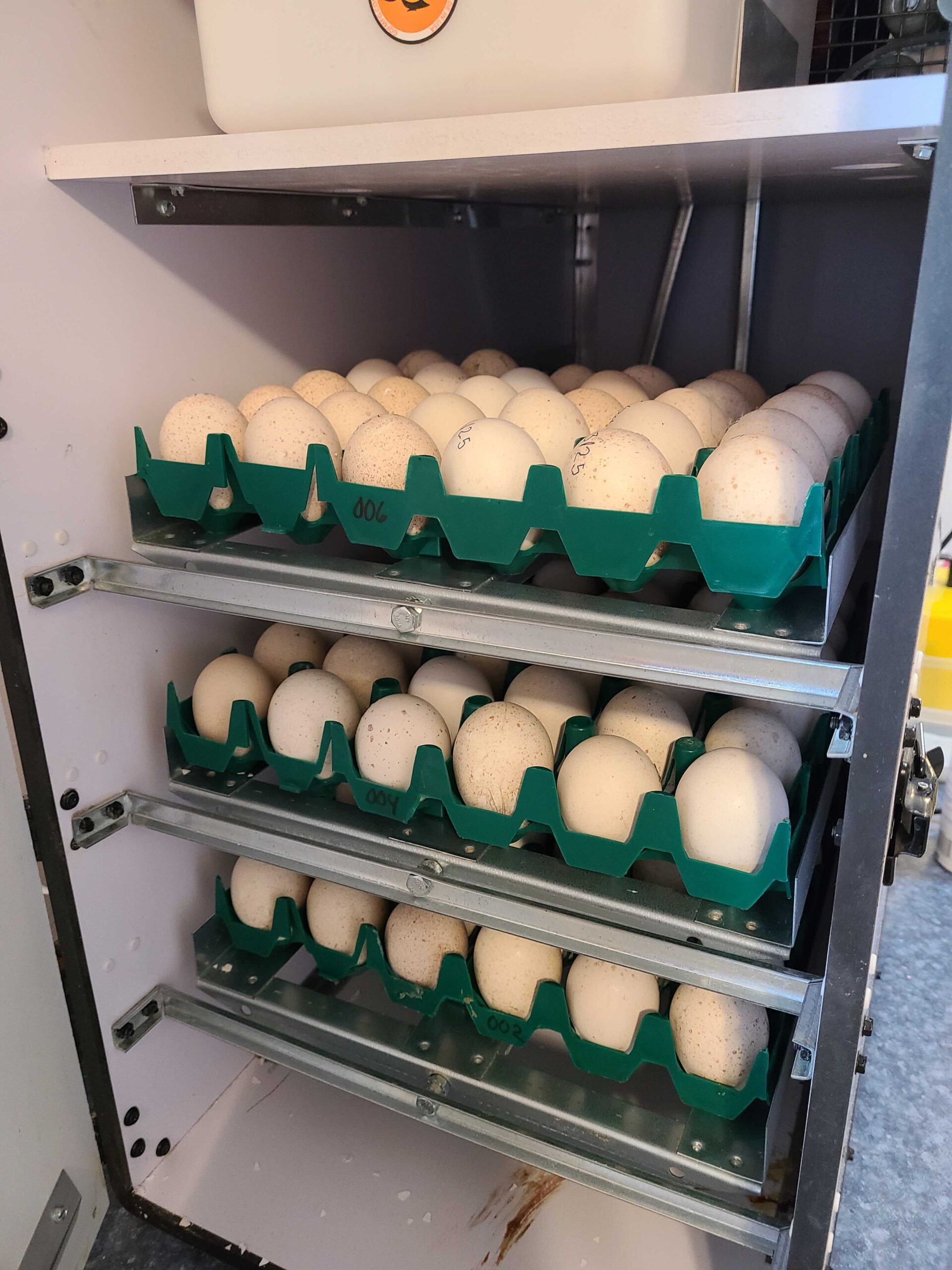Raising Poultry - Ecko Farms